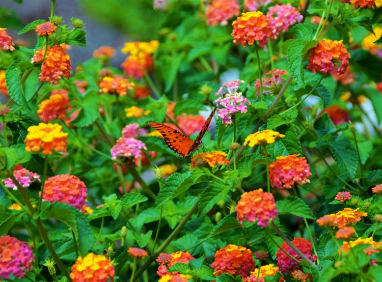 P is for Praise! – B Is for Blessed!