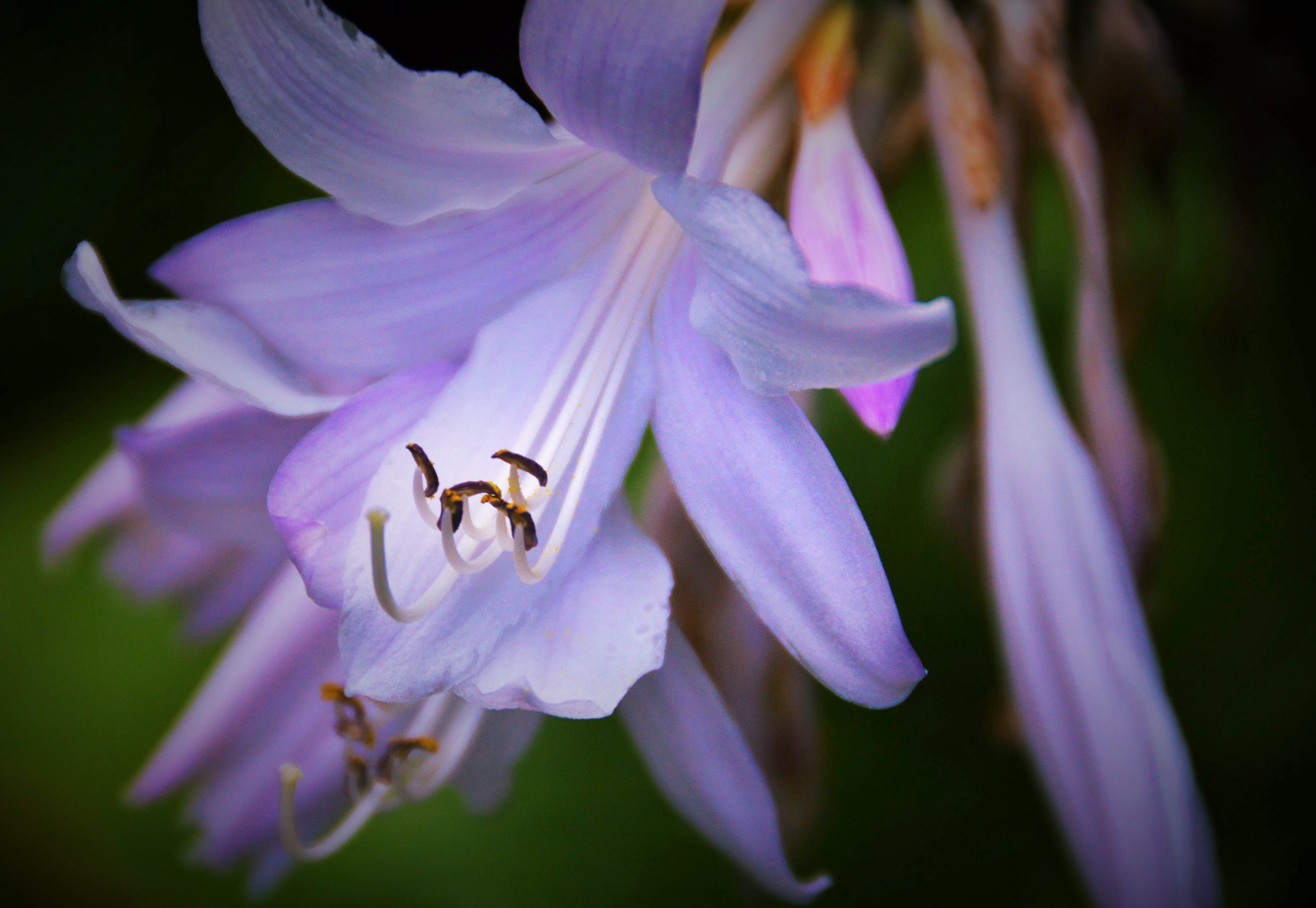 P is for Praise! – B Is for Blessed!